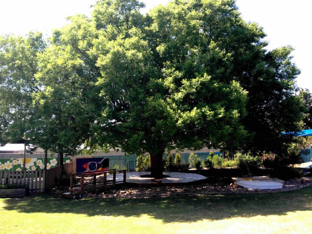 tree-background – Moruya Preschool